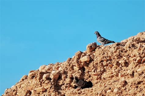 Gołąb Pustynia Niebo Darmowe Zdjęcie Na Pixabay Pixabay