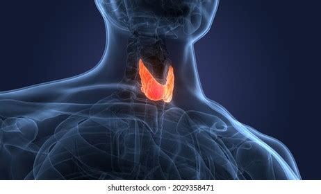 3d 남성 해부학 갑상선 선의 스톡 일러스트 2229050435 Shutterstock