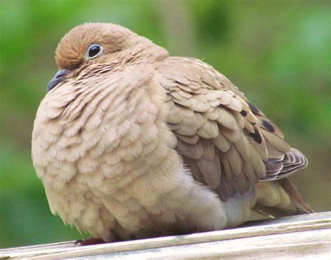 Fluffy Bird By Aspens5stars On Deviantart