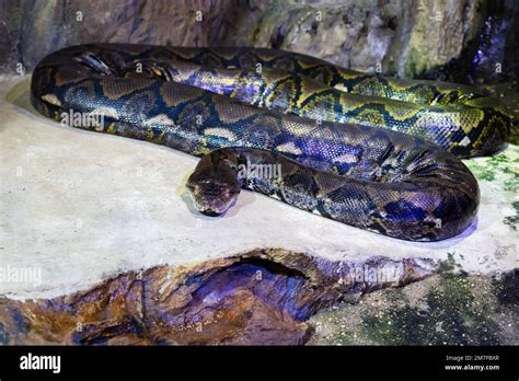 Reticulated Python