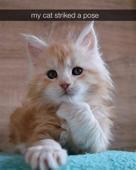31 Wholesome Cat Snapchats In Case You Needed To Be Reminded That