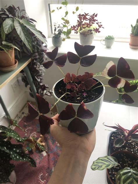 Prop Update Success Propagating Oxalis From Leaf Proplifting