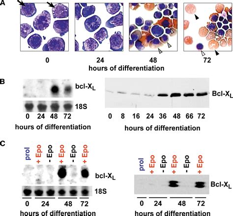 Apoptosis Protection By The Epo Target Bcl Xl Allows Factor Independent Differentiation Of