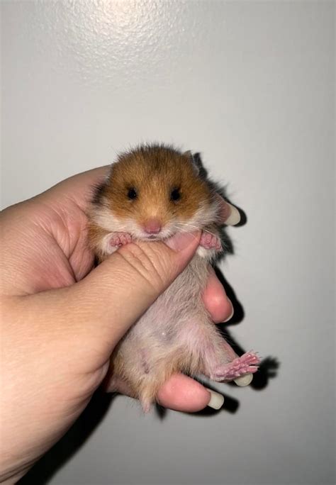 Hamster Babies Rhamsters