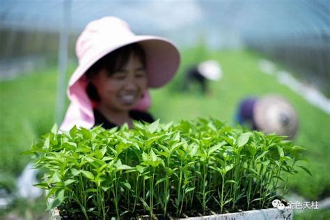 天柱立夏至 农事忙 现代化 农业 谌孙海