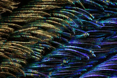 Peacock Feathers Under The Microscope Pictolic