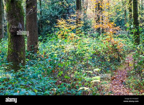 Autumn In The Savernake Forest In Wiltshire Stock Photo Alamy