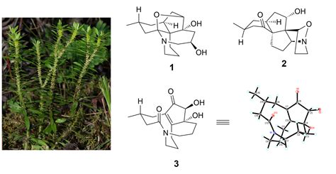 Hupertimines A E Fawcettimine‐type Lycopodium Alkaloids From Huperzia