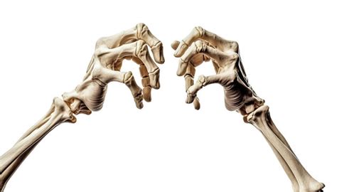 Skeleton Hands Holding