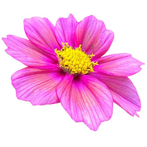 Purple Cosmos Flowers With Yellow Centers 24486368 Png