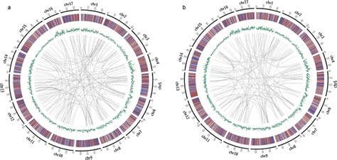 Diagrammatic Representation Of Structural Variation In The Sequence