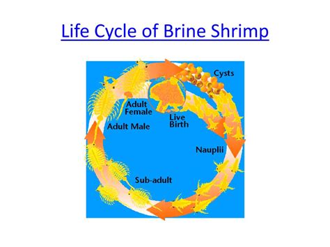 Life Cycle Of Brine Shrimp