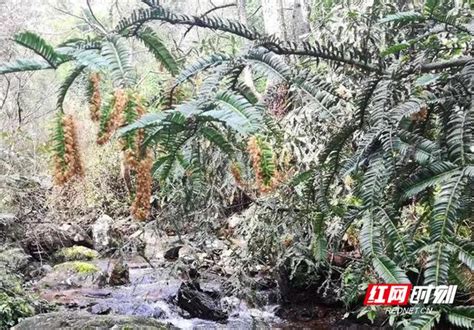 綏寧黃桑驚現大片珍稀瀕危植物篦子三尖杉野生群落 每日頭條