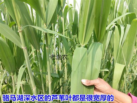 大芦苇叶叶片粽子大山谷图库