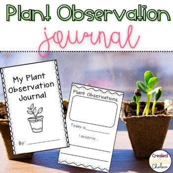 Plant Observation Journal By Created By Chelsea Tpt