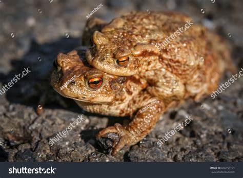 Frogs Having Sex Mating Season Stock Photo 666155191 Shutterstock