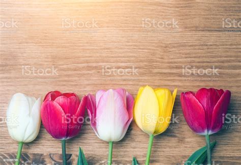 다채로운 튤립 나무 배경입니다 텍스트에 대 한 장소입니다 상위 뷰 복사 공간 3월에 대한 스톡 사진 및 기타 이미지 3월