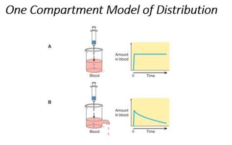 Pharmacokinetics Flashcards Quizlet