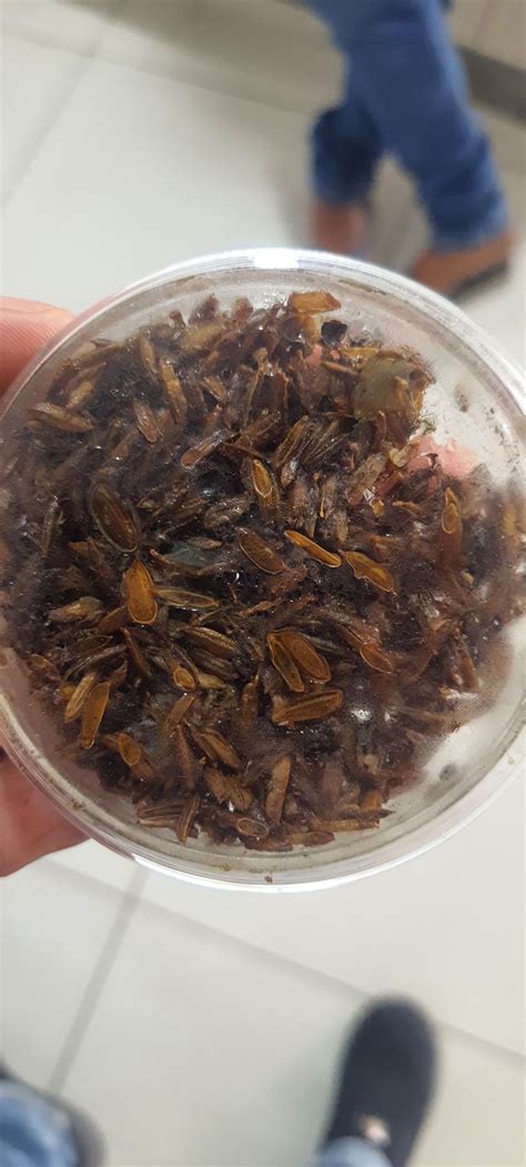 Trichoderma Viride After Inoculation At 0 Hrs 24 Hrs And After 48 Hrs