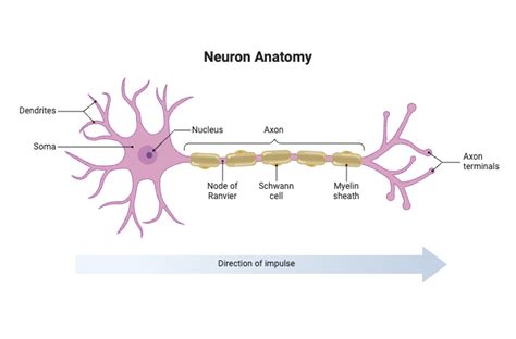 Neuron Definition Structure Types Functions Biology Notes Online