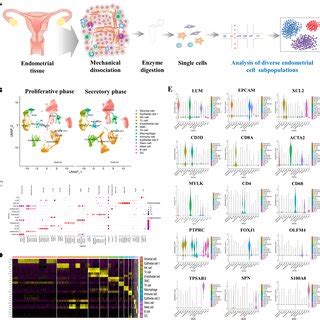 Illustrative Depiction Of The Methodology Behind Single Cell ATAC Download Scientific Diagram