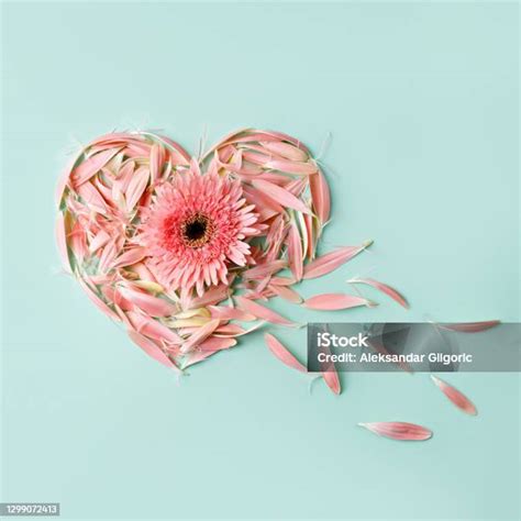 파스텔 민트 배경에 거베라 꽃과 분홍색 꽃잎으로 만든 심장 0명에 대한 스톡 사진 및 기타 이미지 0명 거베라데이지 결혼식 Istock