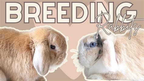 How To Breed Rabbits Youtube