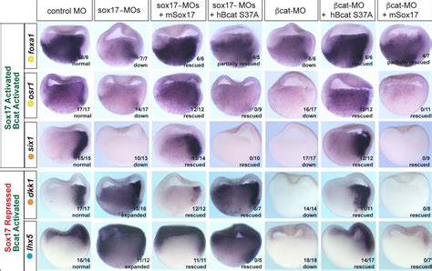 Figures and data in Sox17 and β catenin co occupy Wnt responsive