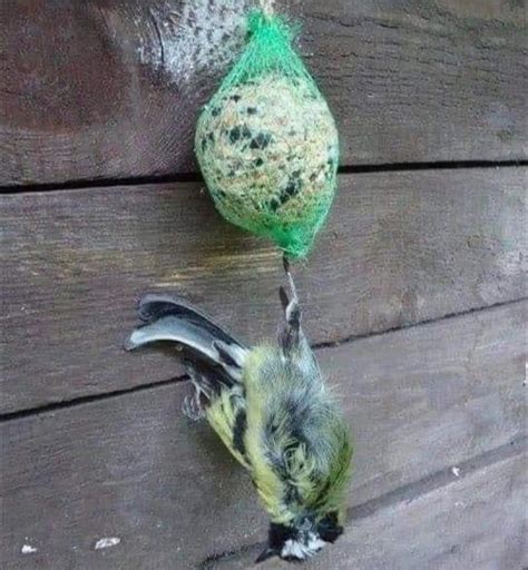 Zaait De Vetbol Dood En Verderf Onder Vogels ‘beter Smeer Je Vet Met