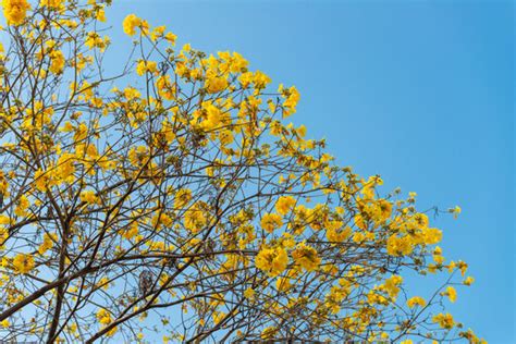 黄花风铃木 田园田野 自然风景 摄影素材 汇图网www huitu