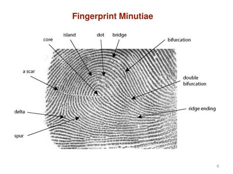 Ppt Chapter 4 Fingerprints Powerpoint Presentation Free Download