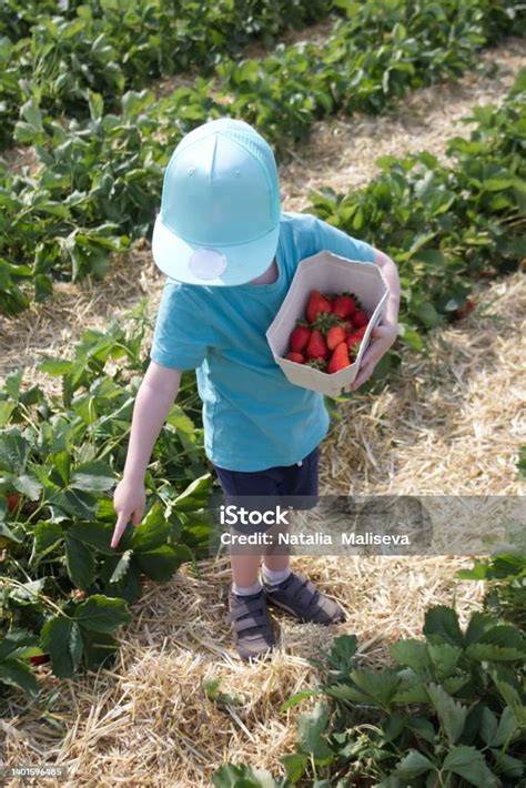 한 소년이 딸기 덤불 근처의 밭에 서서 갓 고른 열매 상자를 들고 있습니다 2 3 살에 대한 스톡 사진 및 기타 이미지 2 3 살 과일 관목 Istock