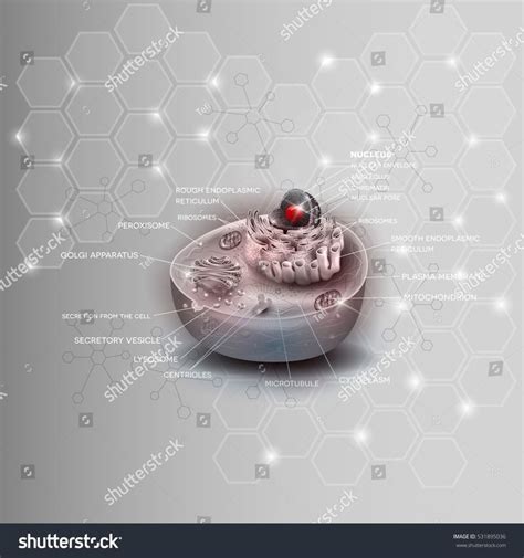 Cell Structure Cross Section Cell Detailed Stock Vector Royalty Free