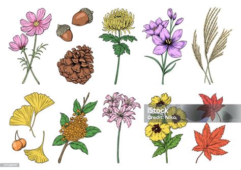 Fleurs Et Plantes Dautomne Illustration Vectorielle Dessin Au Trait Et