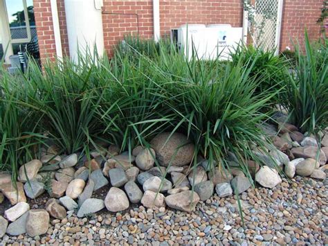 5 Plants For Near Heat Reflective Surfaces Pavers Rocks And Pathways