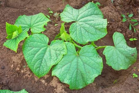 Can Cucumber Plants Be Pruned How To Prune