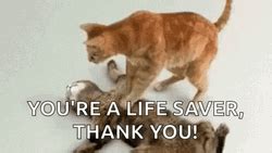 Thank You Cat A Lifesaver 