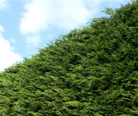 Best Trees And Shrubs For A Privacy Screen Hedge — The Edit