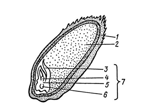 вывод строения зерновки пшеницы Школьные Знания Com