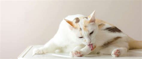 ¿por Qué Tu Gato Esta Siempre Tan Limpio Arena Para Mascotas