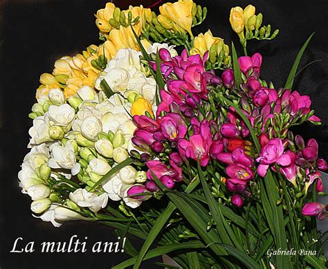 Фрезии фото и картинки 69 штук