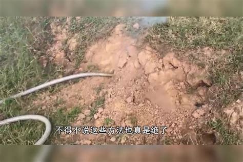 老鼠被猫咪堵在墙角挑衅，老鼠不停告饶：给我个痛快吧！挑衅老鼠墙角