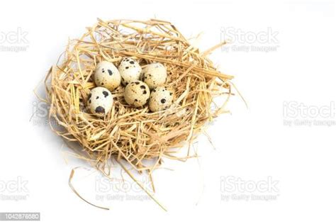 흰색 배경 평면도에 고립 된 둥지에 메 추 라 기 달걀 0명에 대한 스톡 사진 및 기타 이미지 0명 갈색 경관 Istock