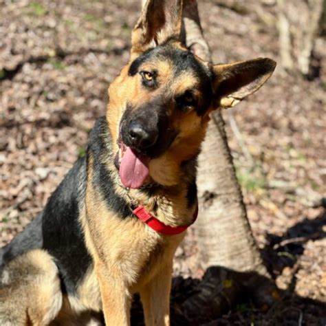Taylor German Shepherd Rescue And Adoptions