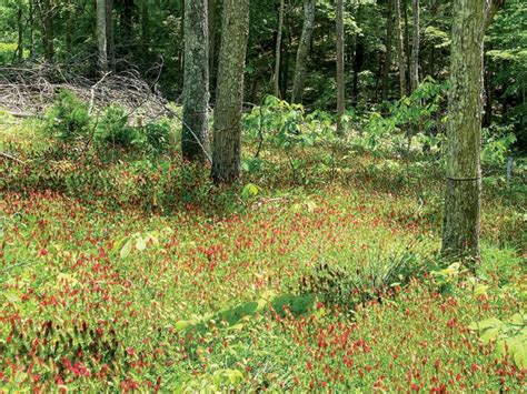 6 Tips For Designing Small Deer Hunting Food Plots