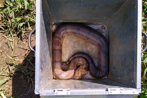 Defesa Civil Resgata Cobra Jiboia Em Empresa No Distrito Industrial