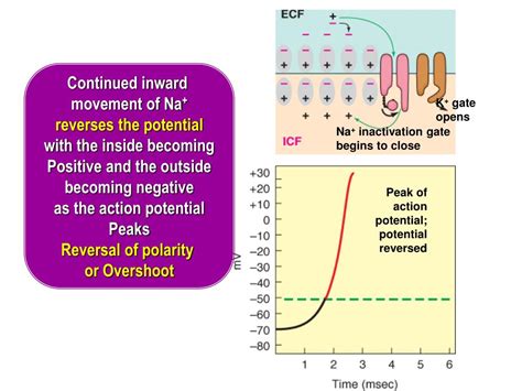Ppt Resting Membrane Potential Powerpoint Presentation Free Download