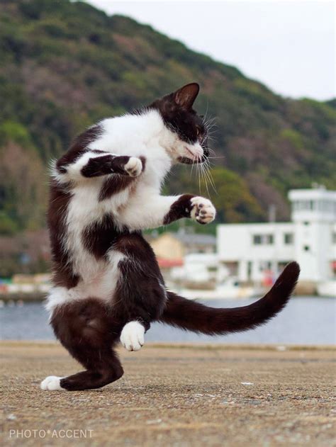 125 Best Funny Cat Poses Images On Pinterest Funny Kitties Funny