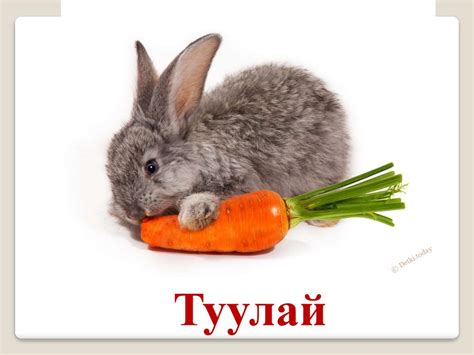 Сайн байна презентация онлайн