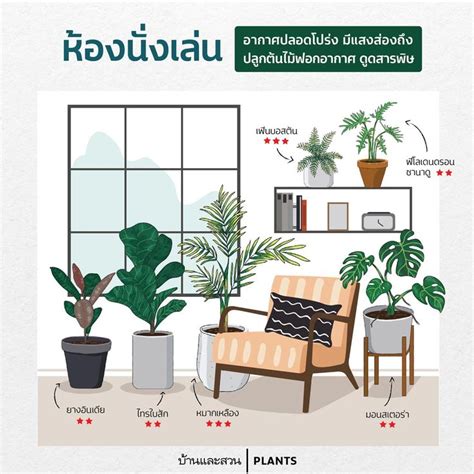 ต้นไม้ ห้องนั่งเล่น บ้านและสวน พืชในร่ม ไอเดียการปลูกต้นไม้
